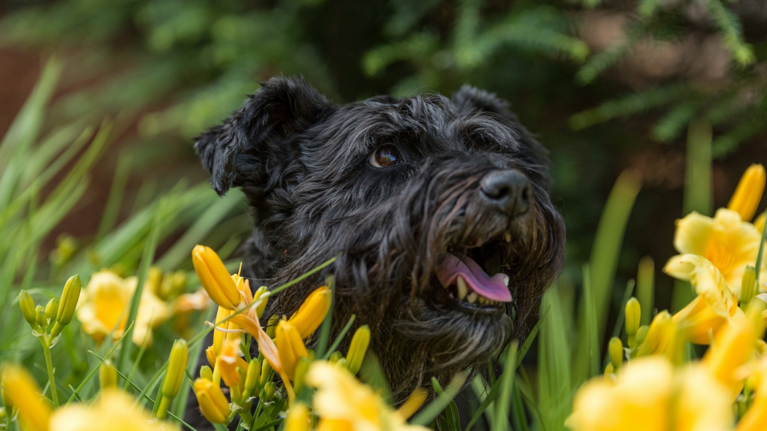 Cachorro en un jardín Fondo de pantalla 4k HD ID:2319
