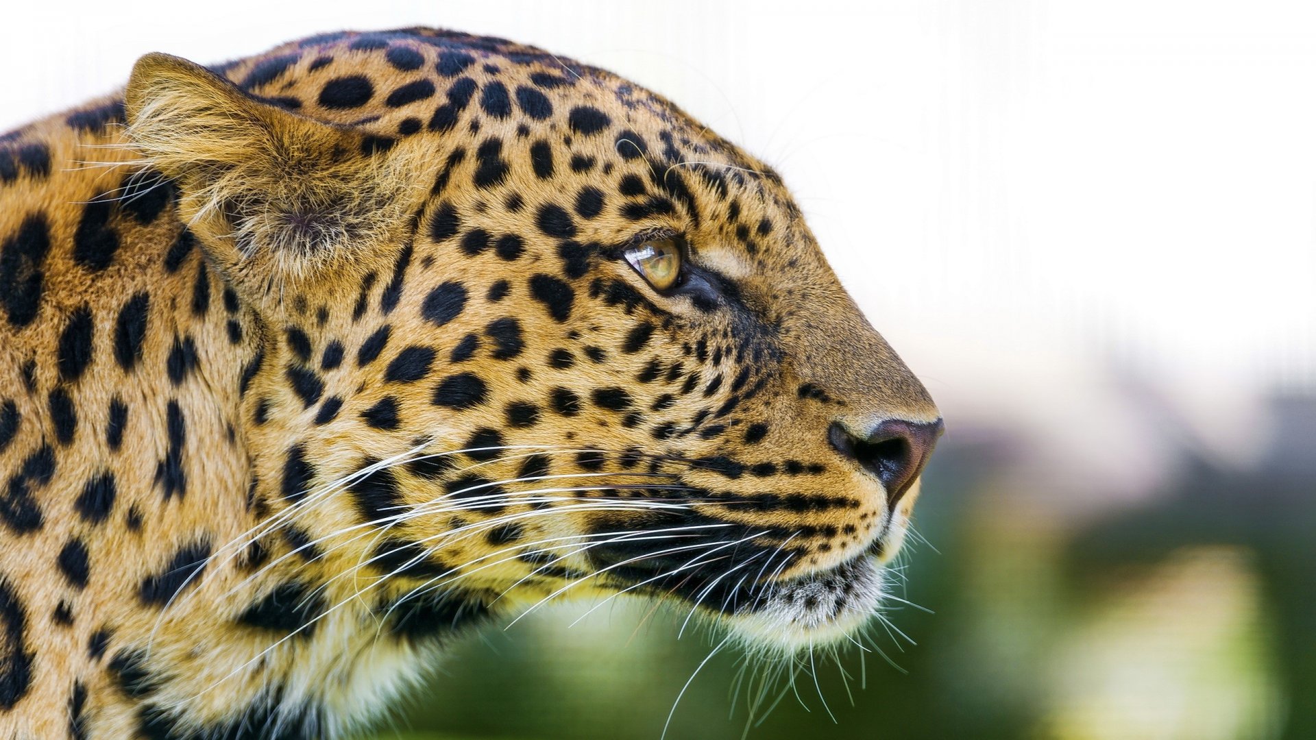 Cabeza de un leopardo Fondo de pantalla 2k HD ID:2787
