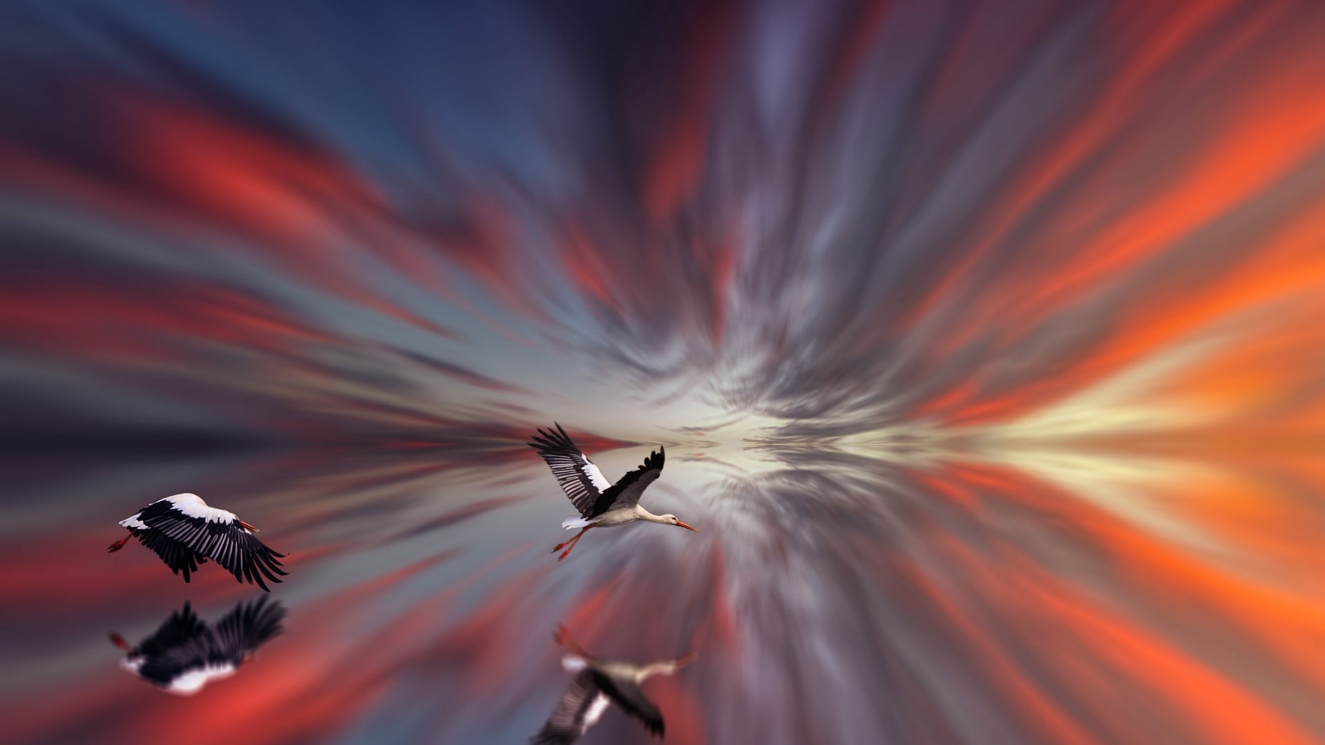 Aves volando en el cielo Fondo de pantalla 4k HD ID:5864