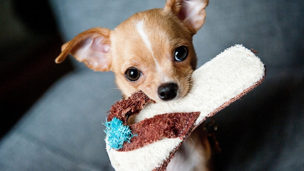 Cachorro Chihuahua Fondo de pantalla 4k HD ID:5005