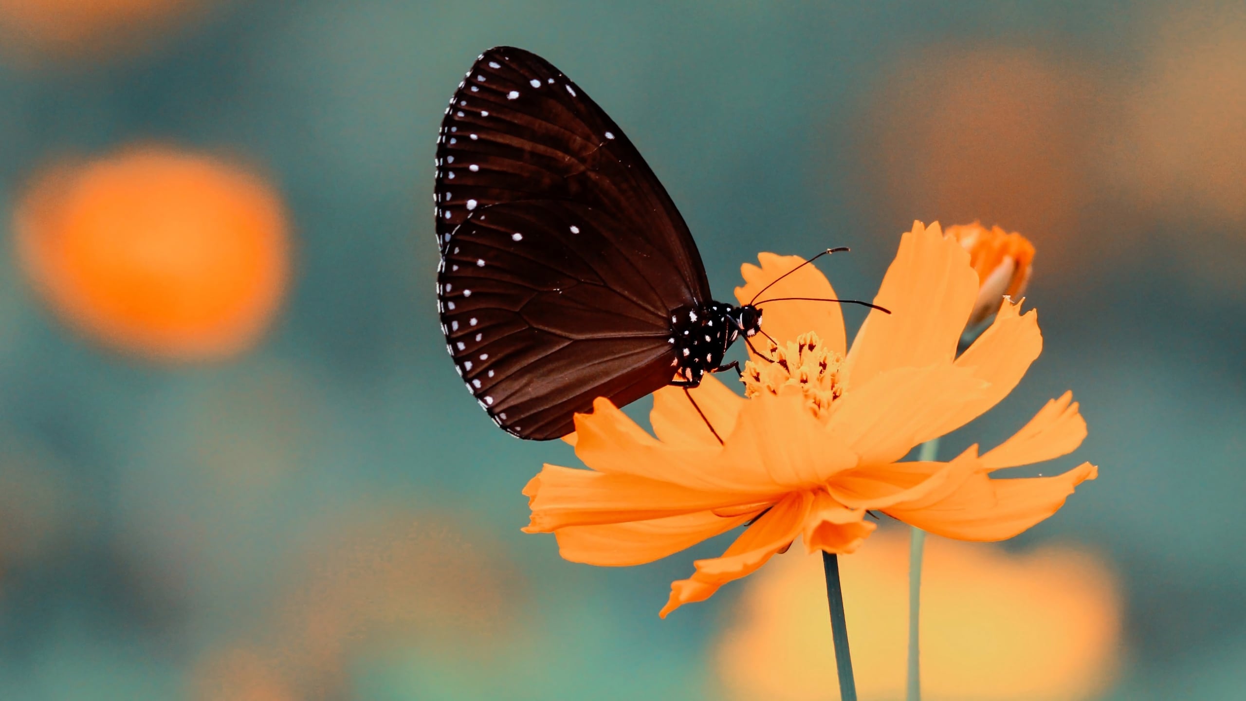Mariposa en una flor Fondo de pantalla 4k HD ID:4684
