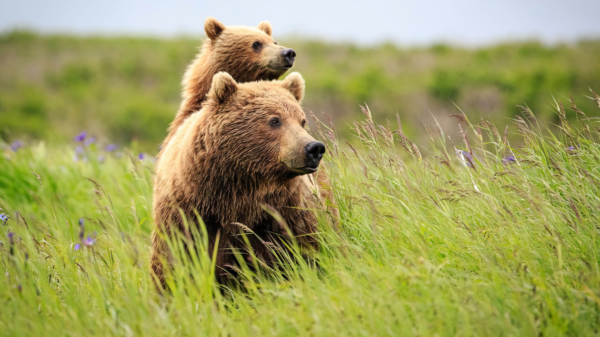 Oso padre y oso hijo Fondo de pantalla 4k HD ID:6573