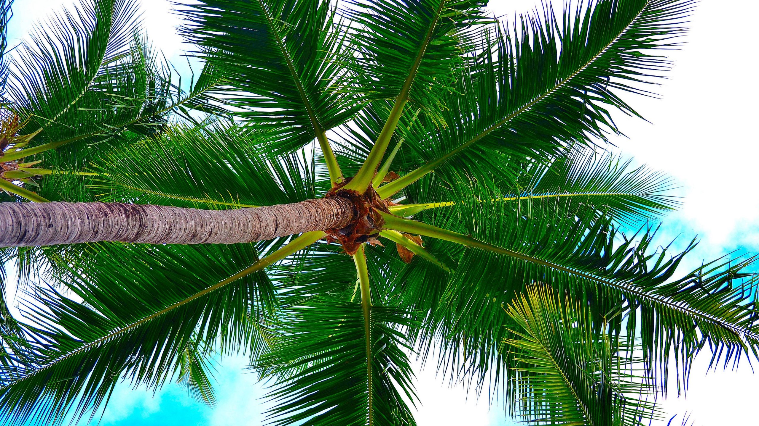 Palma Fondo de pantalla 4k HD ID:6685