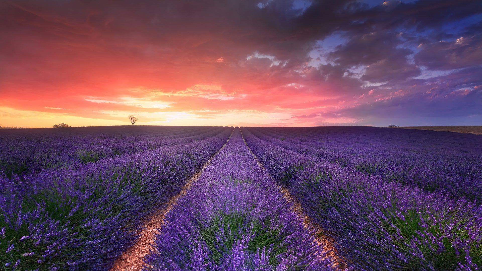 Campo de lavanda al atardecer Fondo de pantalla 4k HD ID:8847