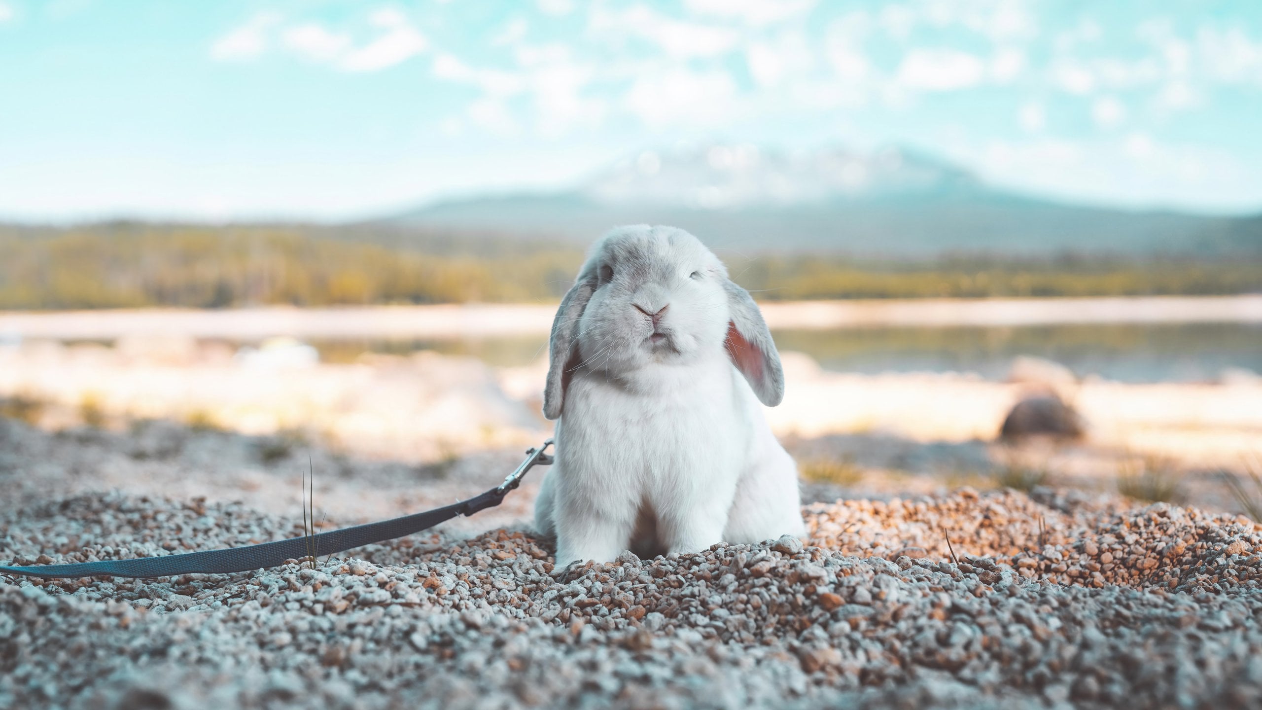 Conejo Fondo de pantalla 4k HD ID:7291