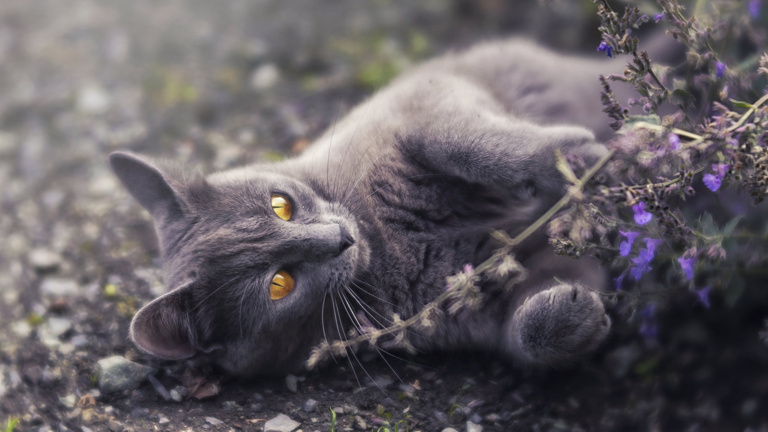 Gato gris Fondo de pantalla 4k HD ID:7295