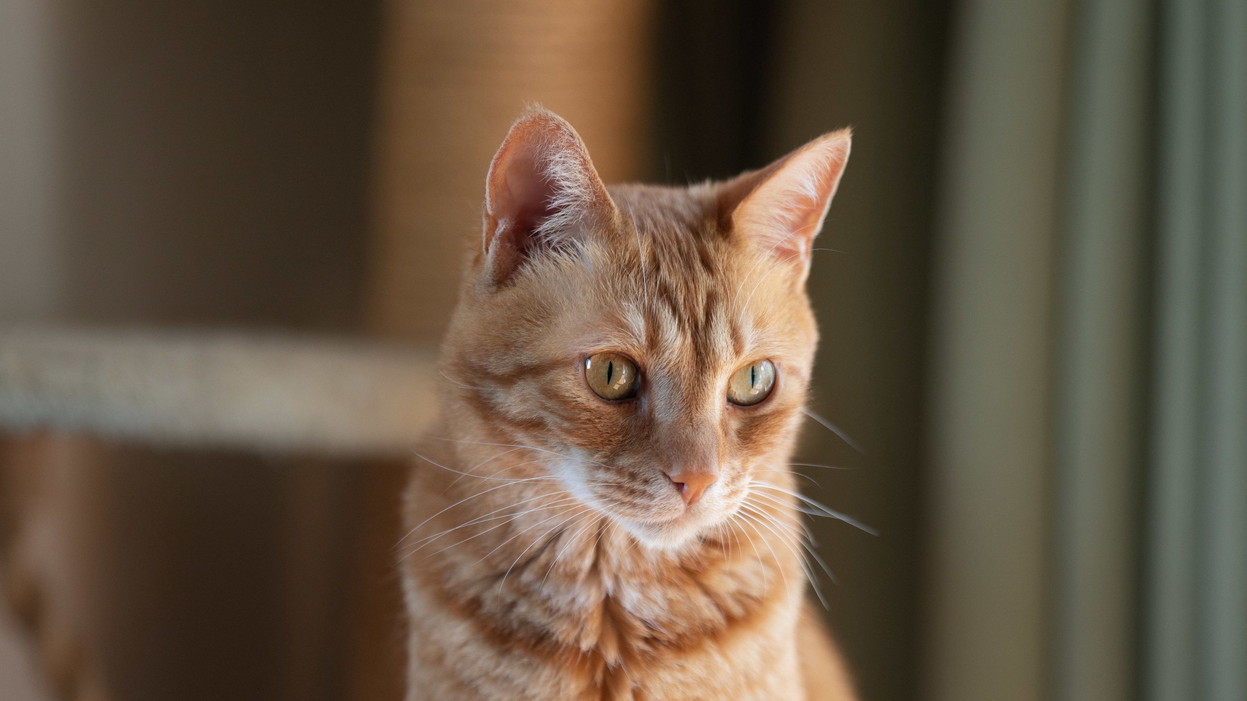 Gato Fondo de pantalla 4k HD ID:6965