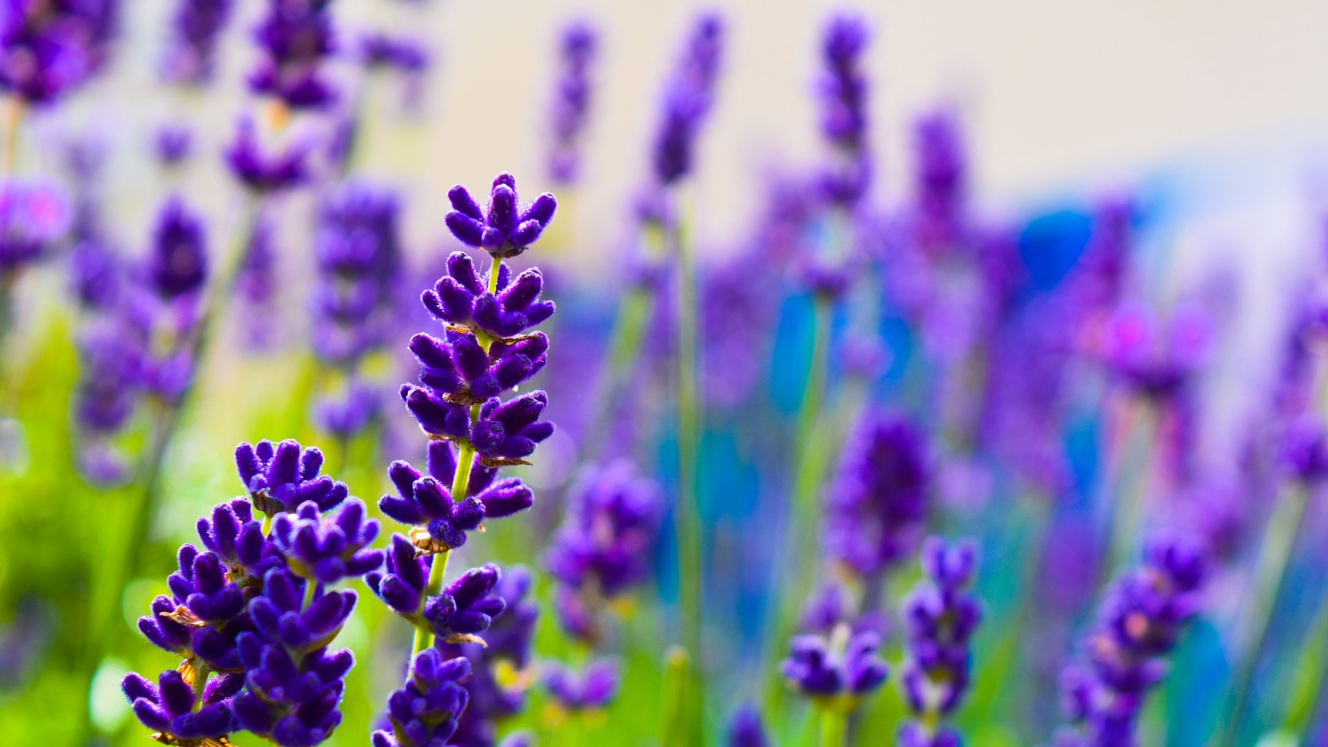 Lavanda Fondo de pantalla 4k HD ID:8060