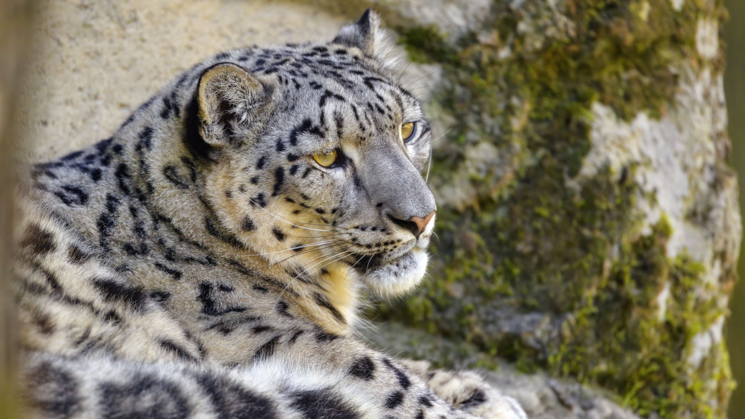 Leopardo de las nieves Fondo de pantalla 4k HD ID:9038