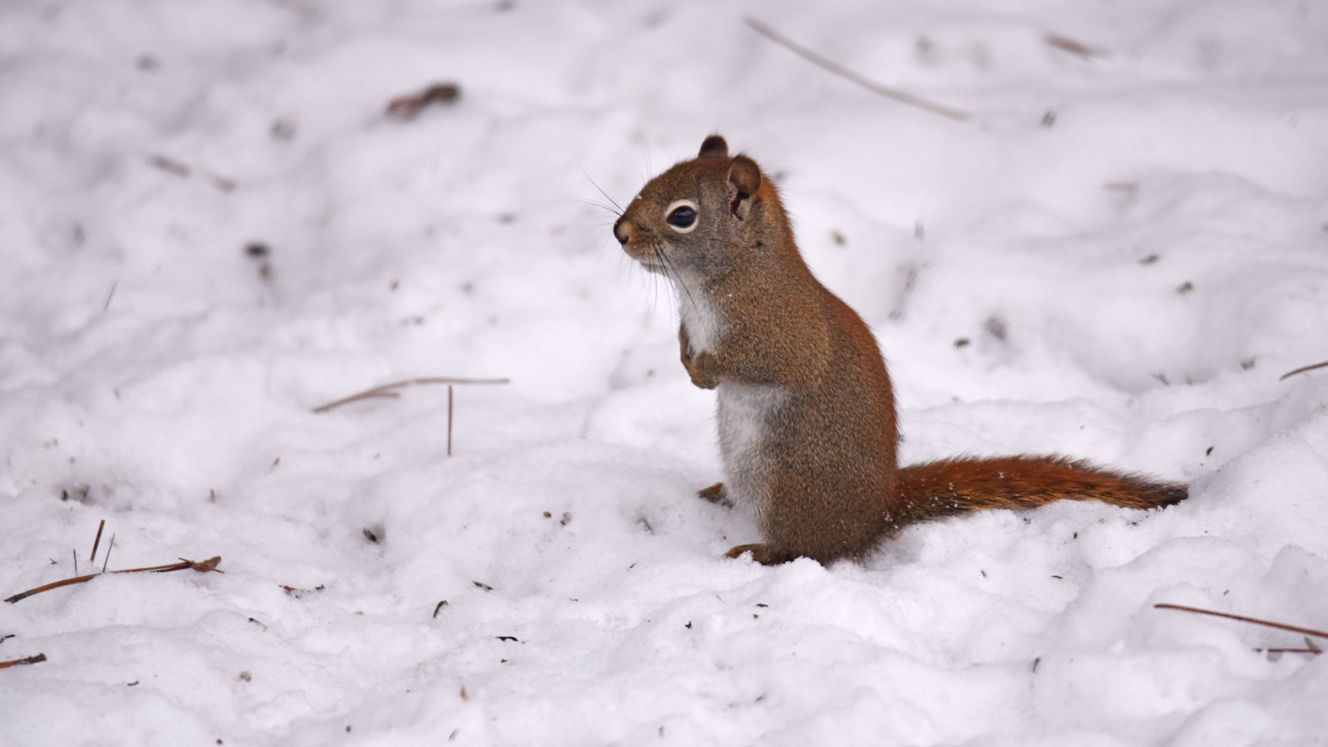 Ardilla roja en la nieve Fondo de pantalla 4k Ultra HD ID:11248