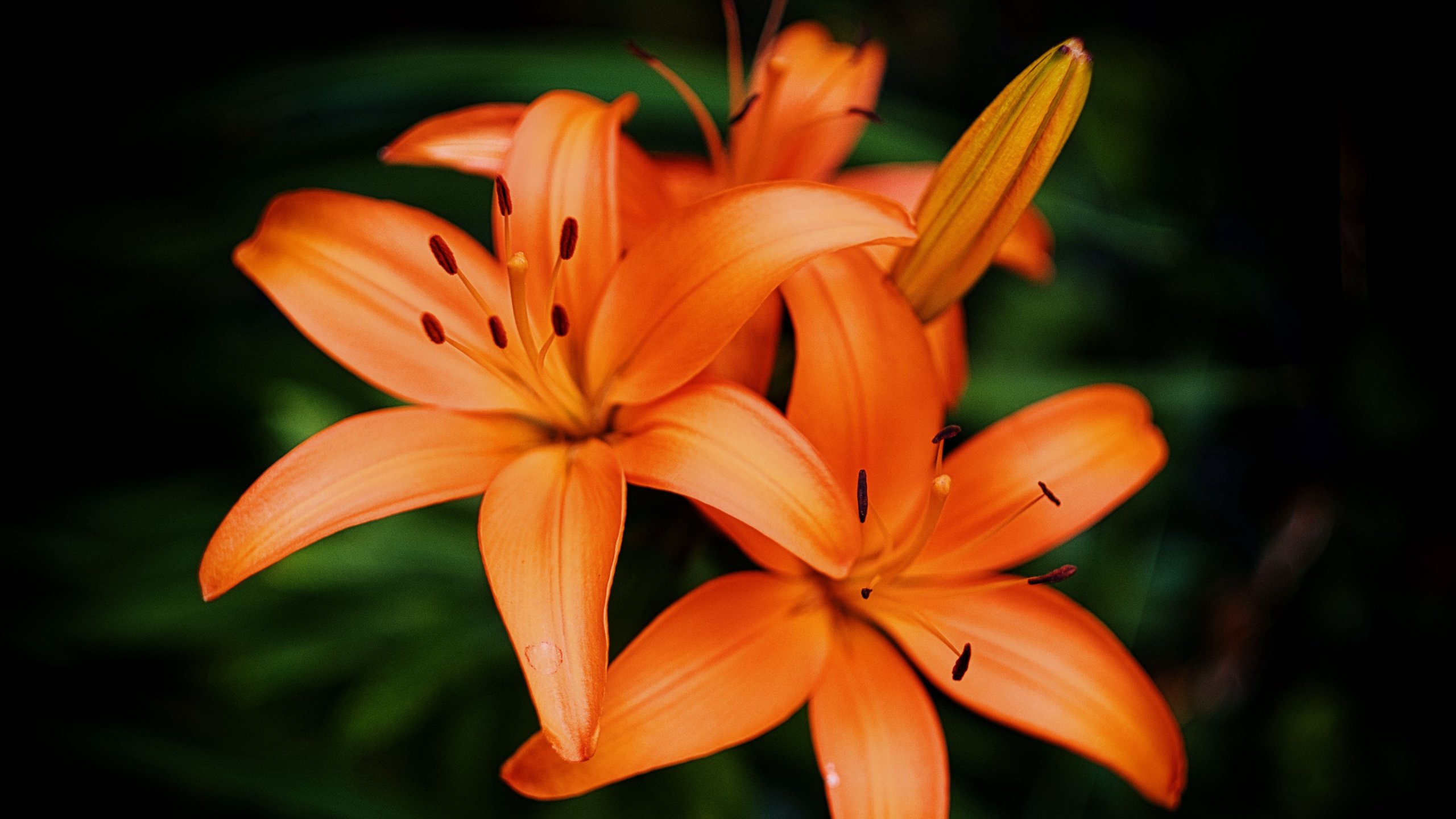 Azucena naranja Fondo de pantalla 4k HD ID:10353