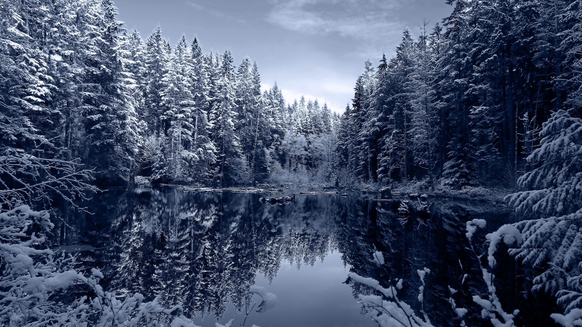 Bosque durante invierno Fondo de pantalla 4k HD ID:11171