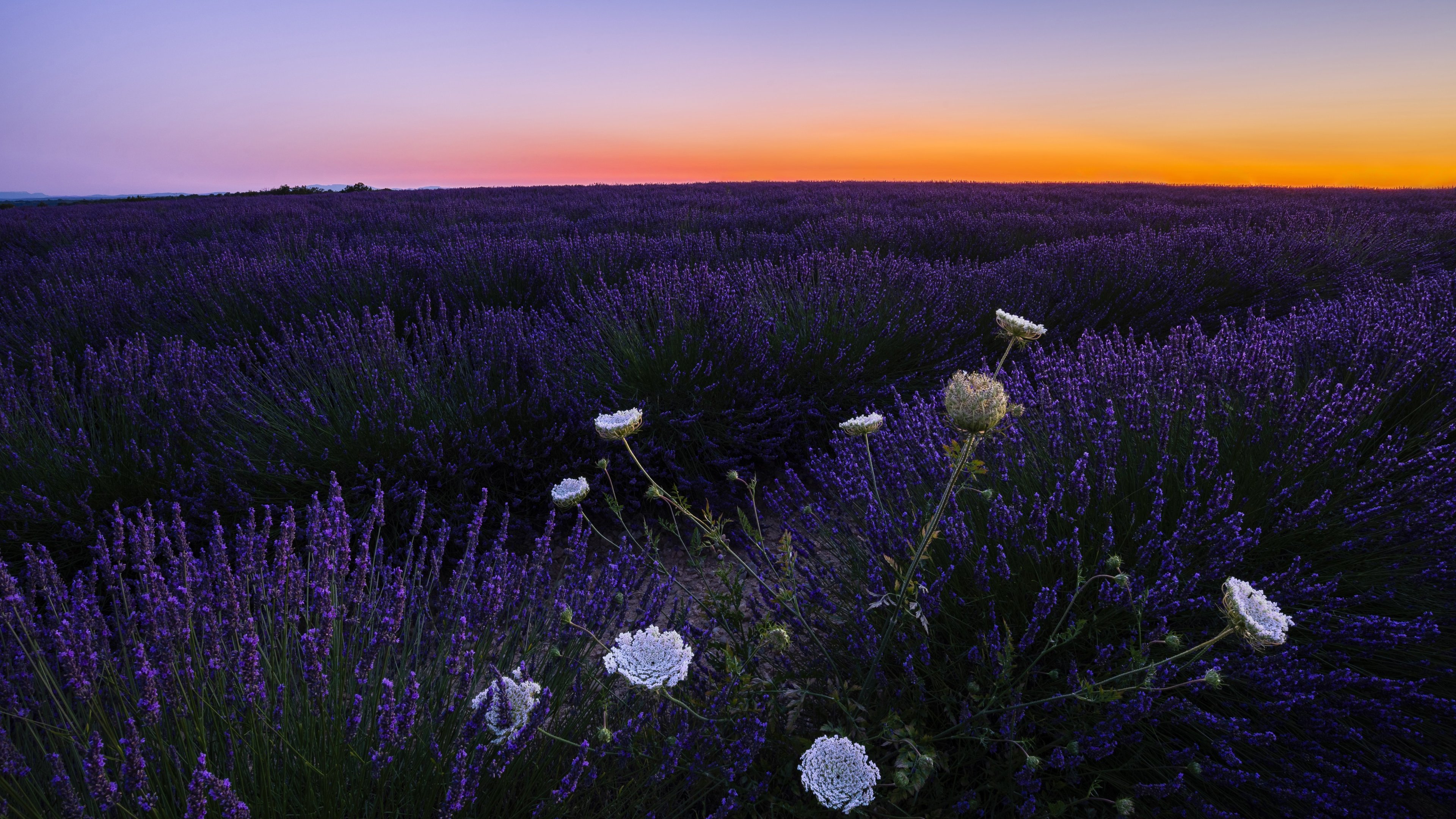 Campo de lavanda y flores al atardecer Fondo de pantalla 5k HD ID:10737