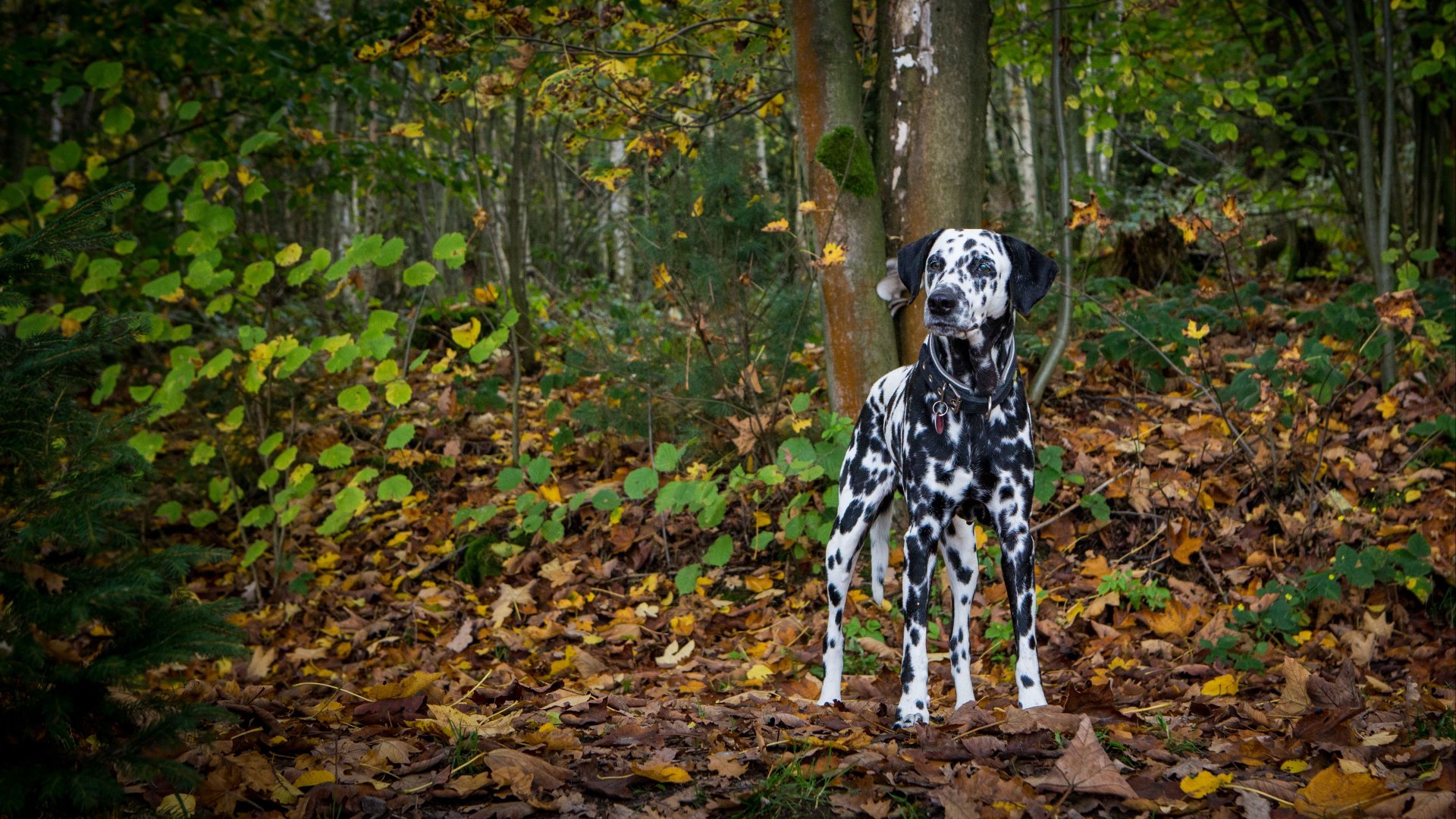 Dalmata en el bosque Fondo de pantalla 4k HD ID:11172