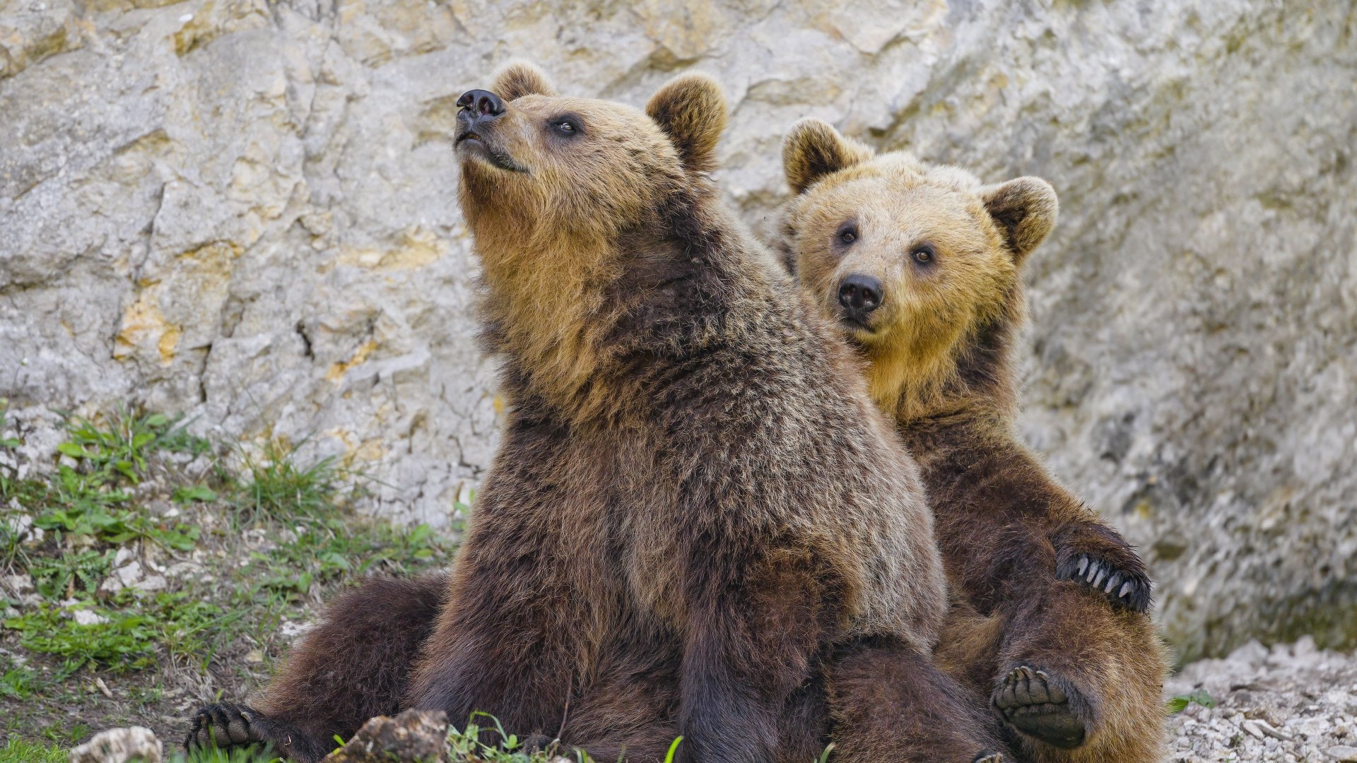 Two bears Wallpaper 4k Ultra HD ID:9844