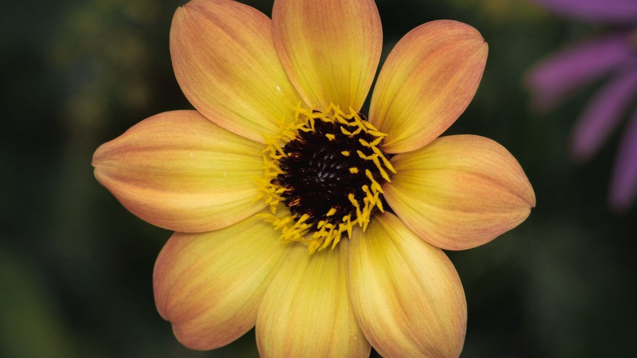 Flor amarilla Fondo de pantalla 2k HD ID:10620