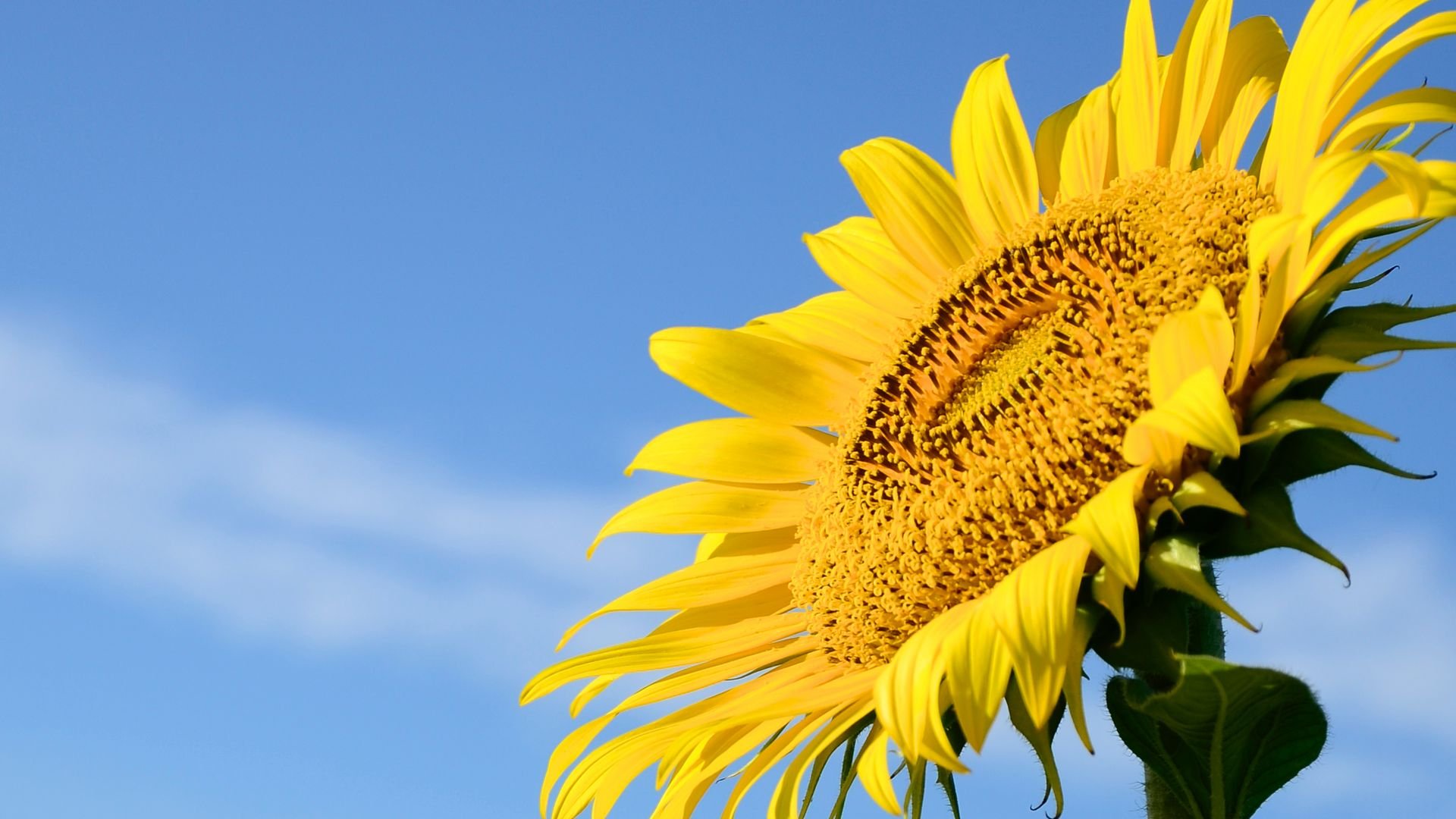 Girasol con cielo de fondo Fondo de pantalla 2k HD ID:10297
