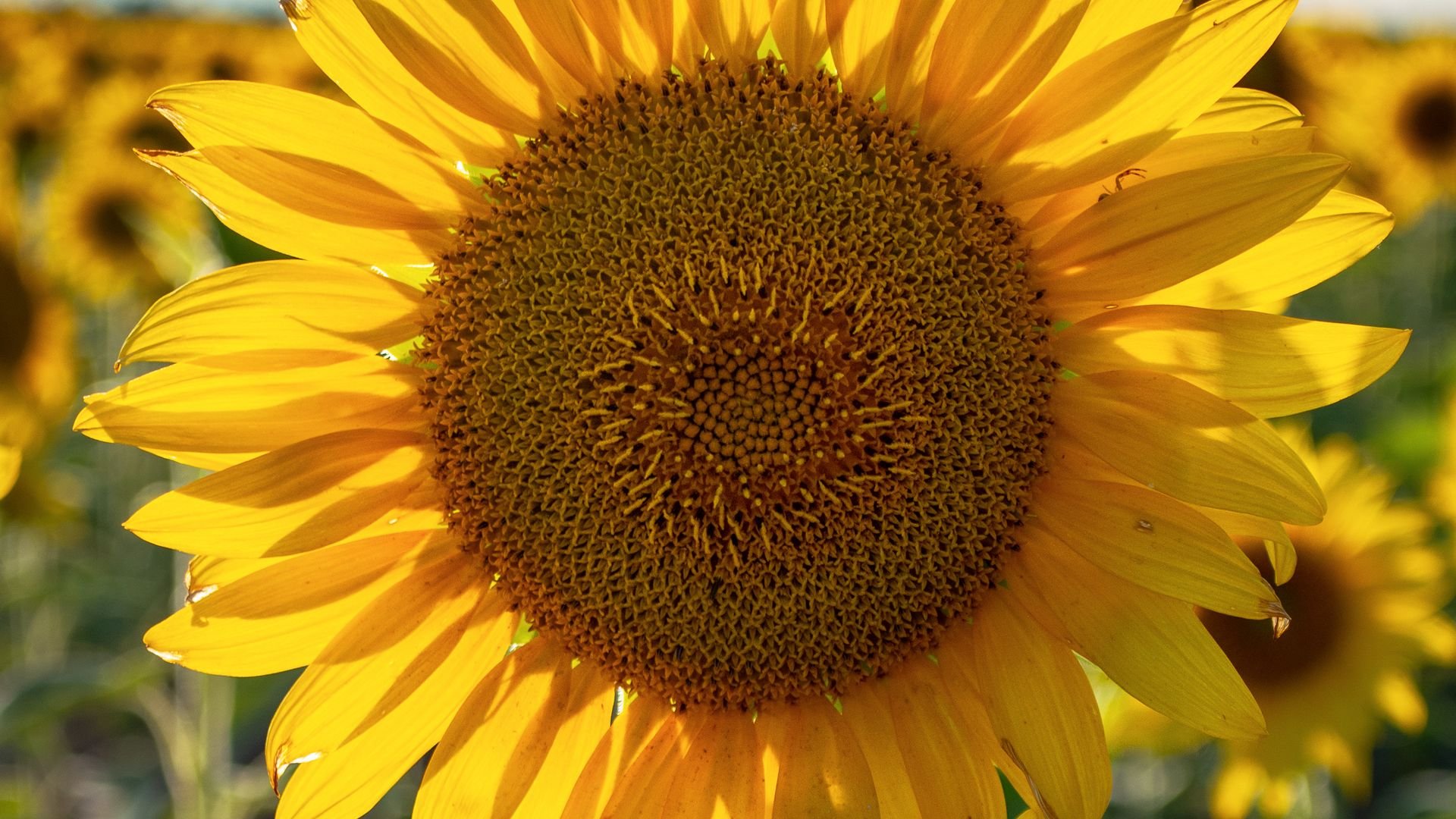 Girasol en campo Fondo de pantalla 2k HD ID:10871