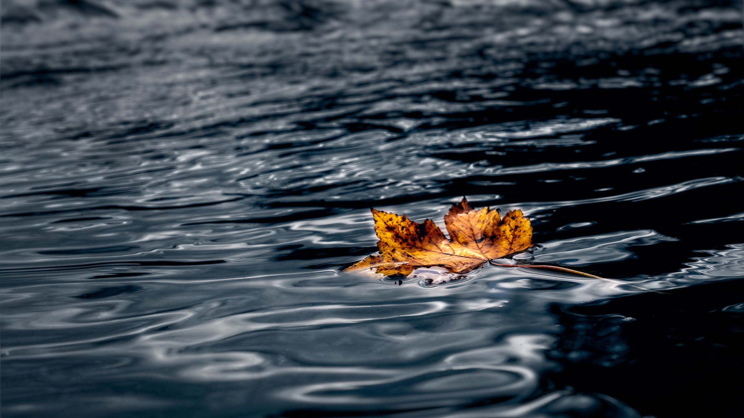 Hoja de maple en el agua Fondo de pantalla 4k HD ID:10656