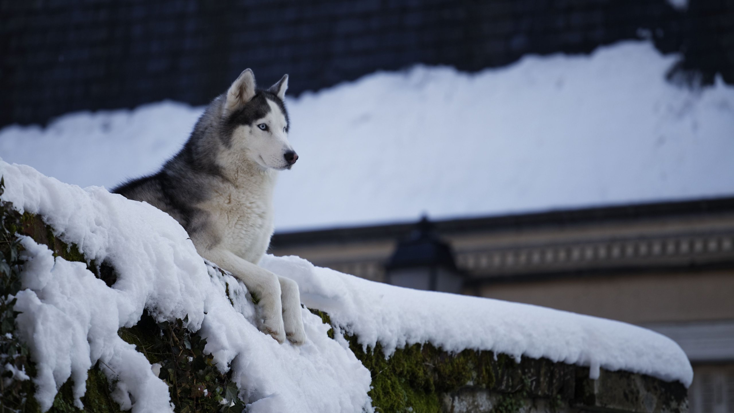 Husky in the snow Wallpaper 4k Ultra HD ID:11146