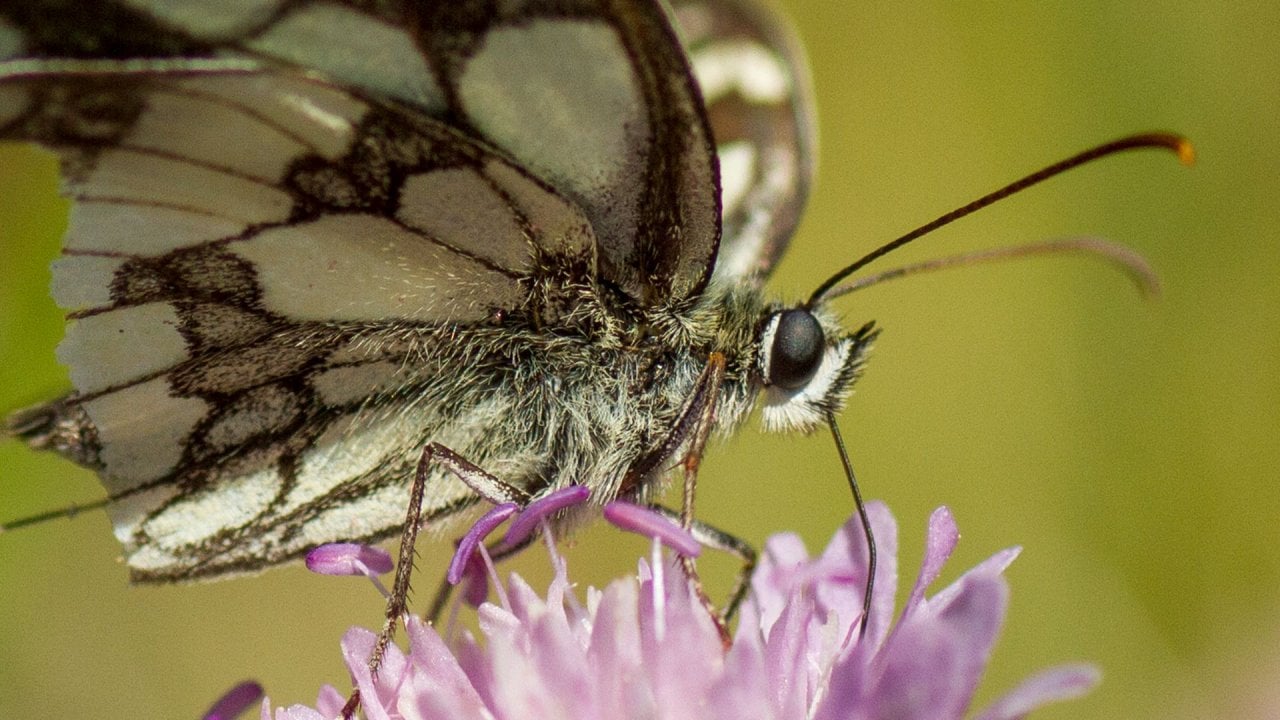 Mariposa de cerca sobre flor Fondo de pantalla 2k HD ID:10347