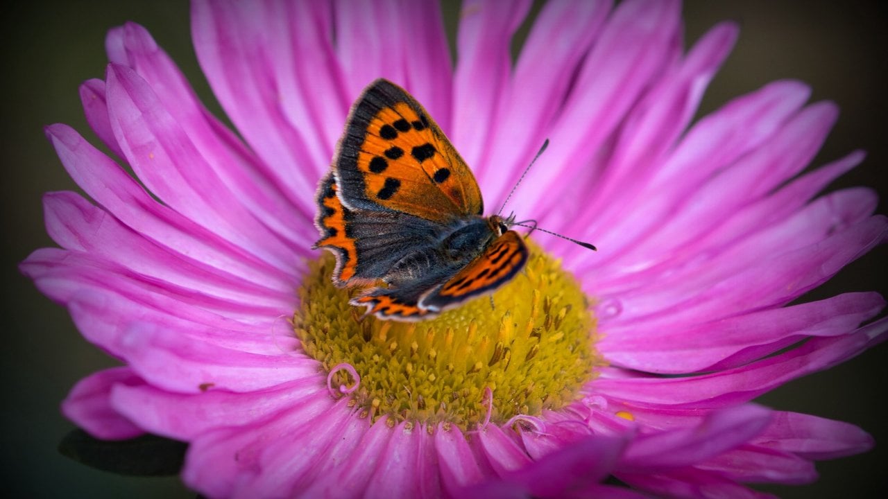 Mariposa sobre flor rosa Fondo de pantalla 4k HD ID:10662