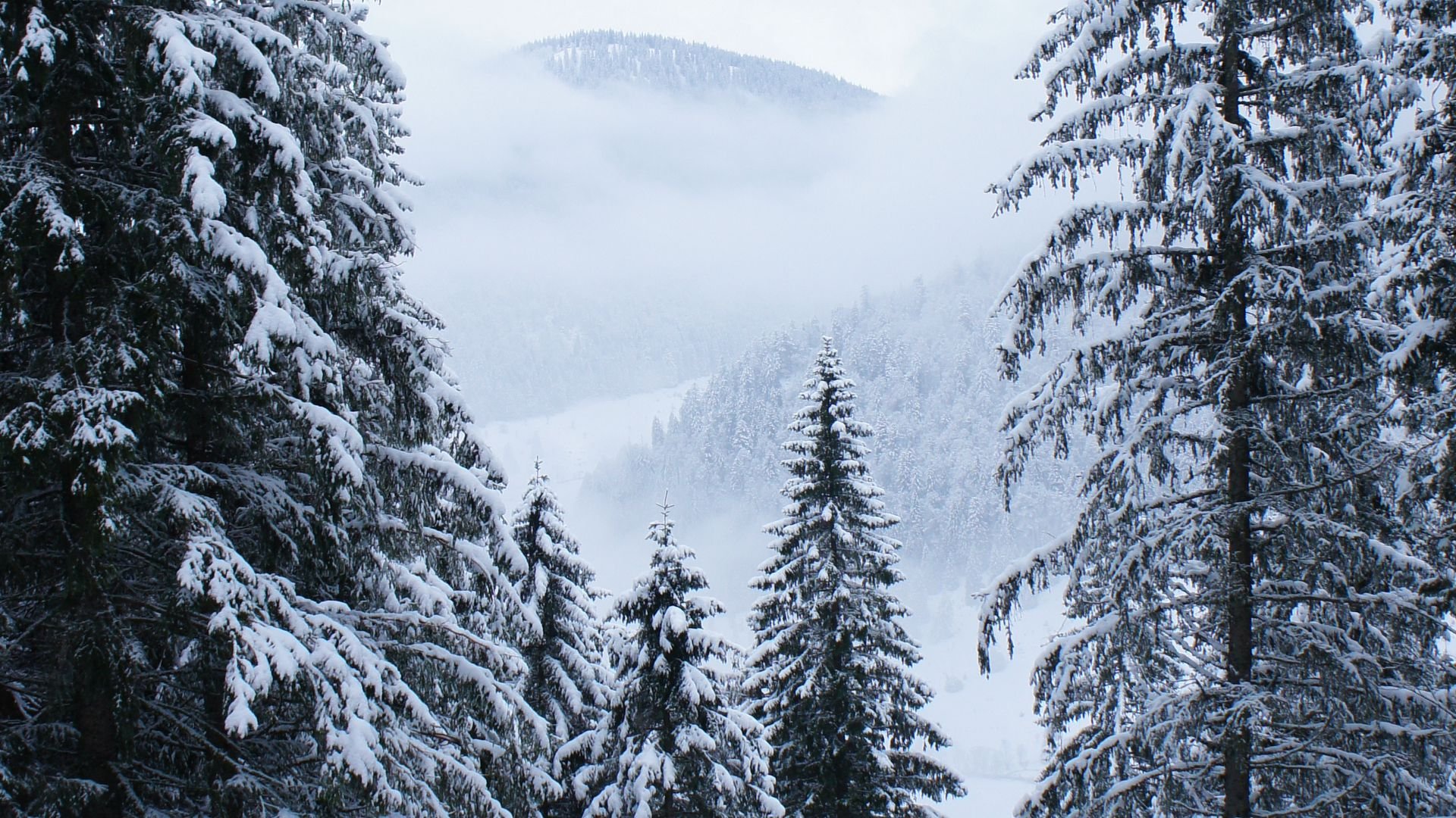 Pinos con nieve Fondo de pantalla 2k HD ID:10229