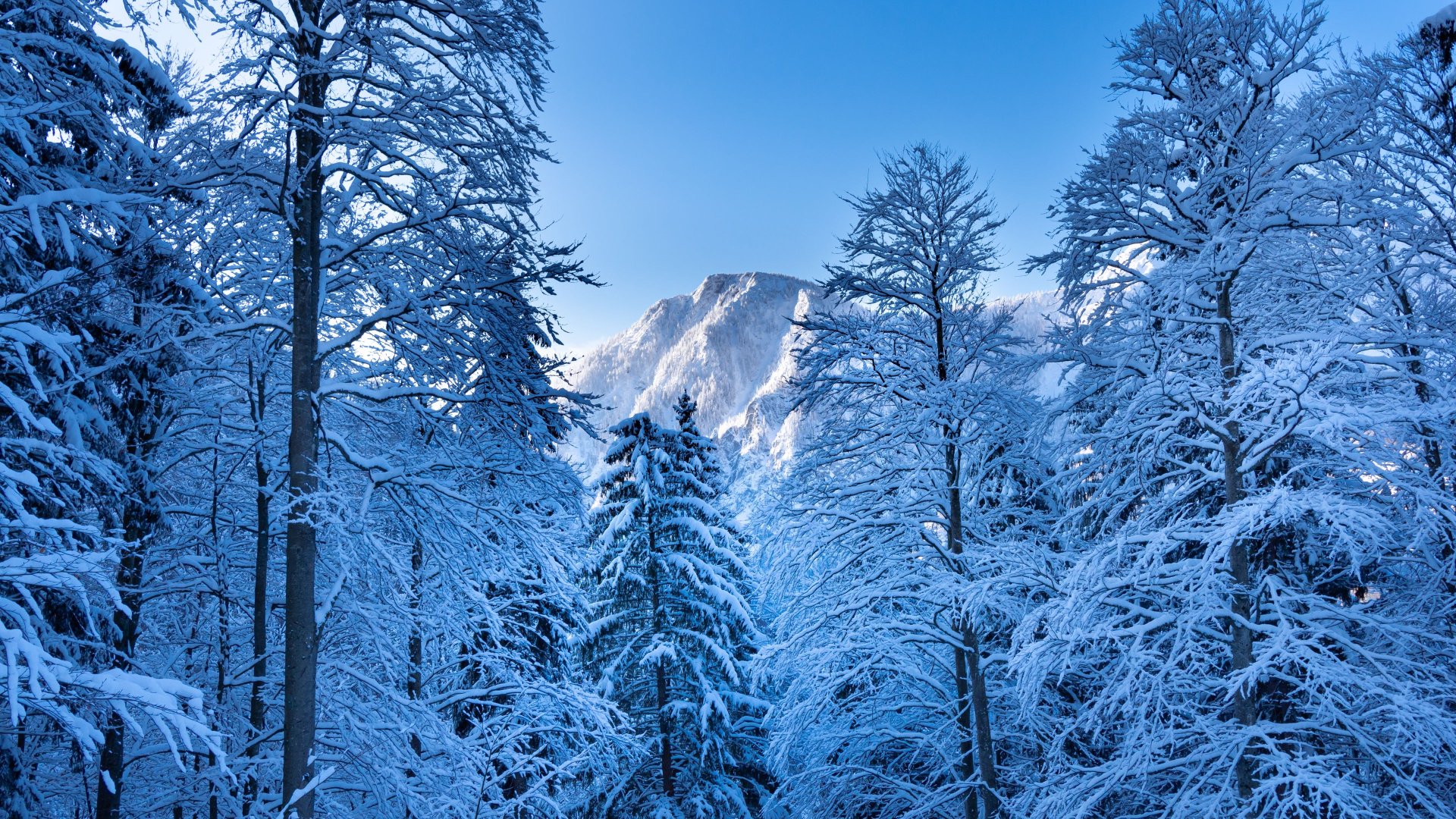 Pinos nevados Fondo de pantalla 4k HD ID:10309
