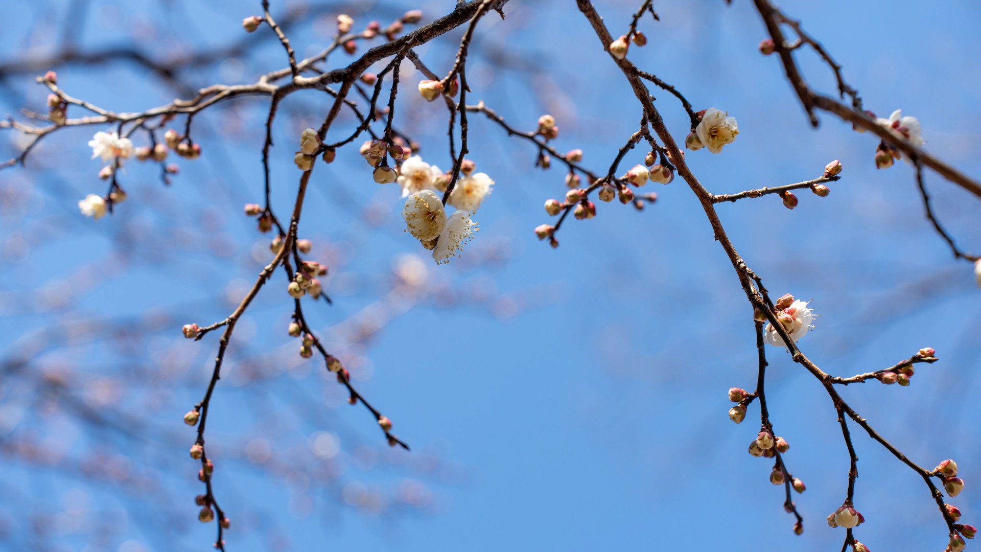 Ramas con flores Fondo de pantalla 4k HD ID:9376