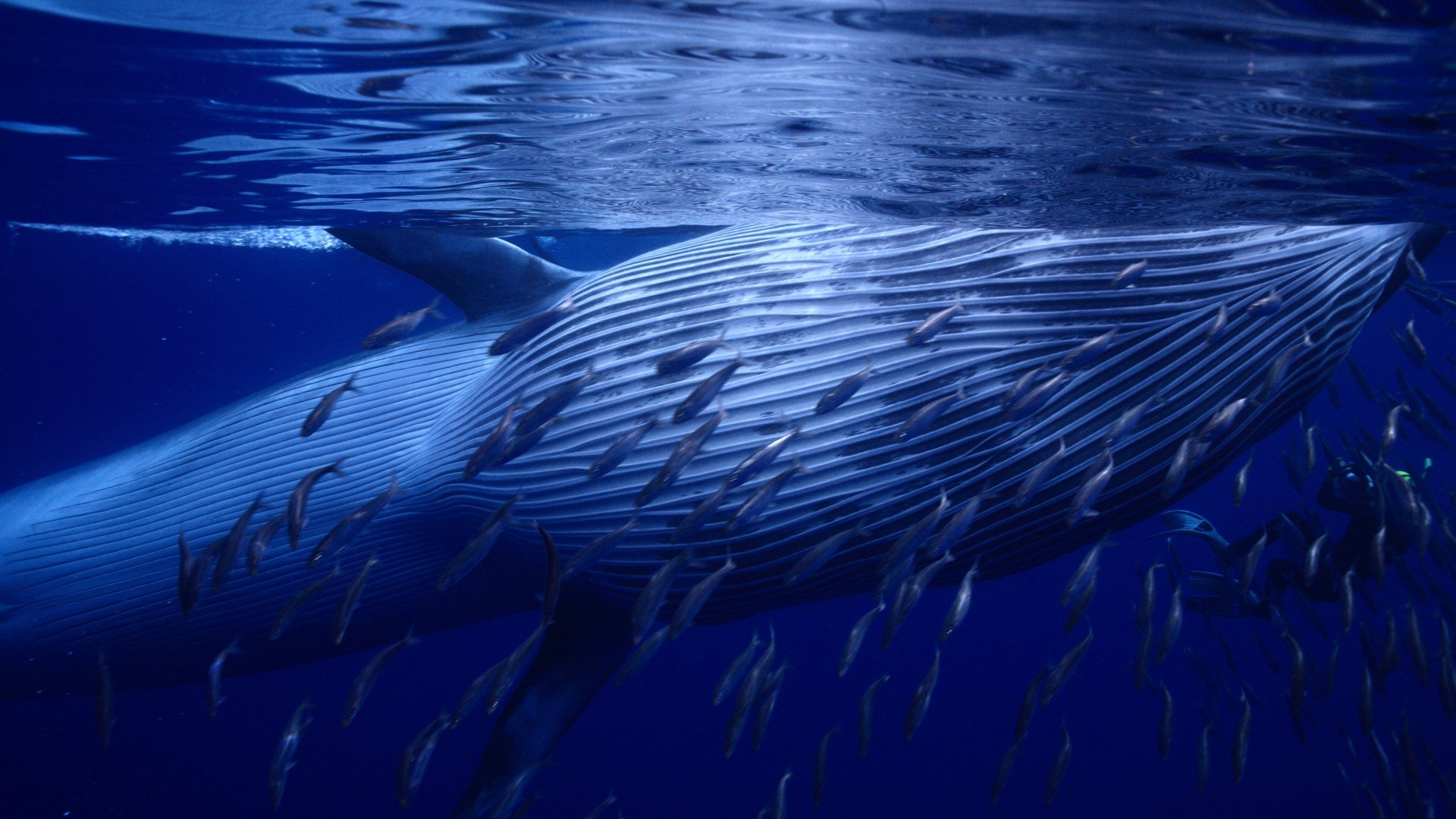 Ballena debajo del oceano Fondo de pantalla 4k HD ID:11834