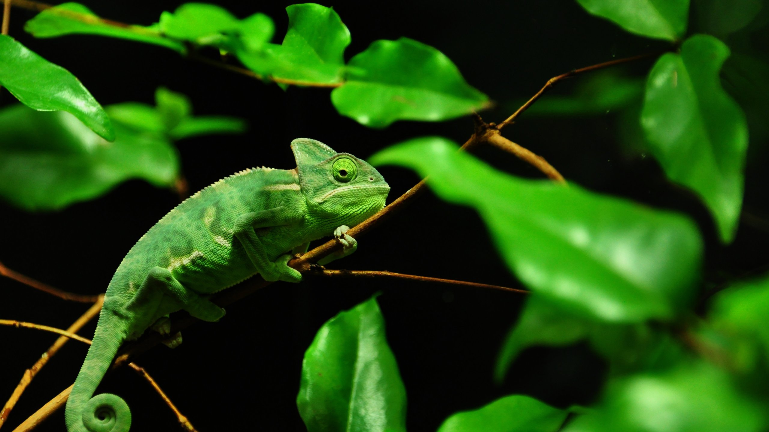 Chameleon Wallpaper 4k HD ID:11943