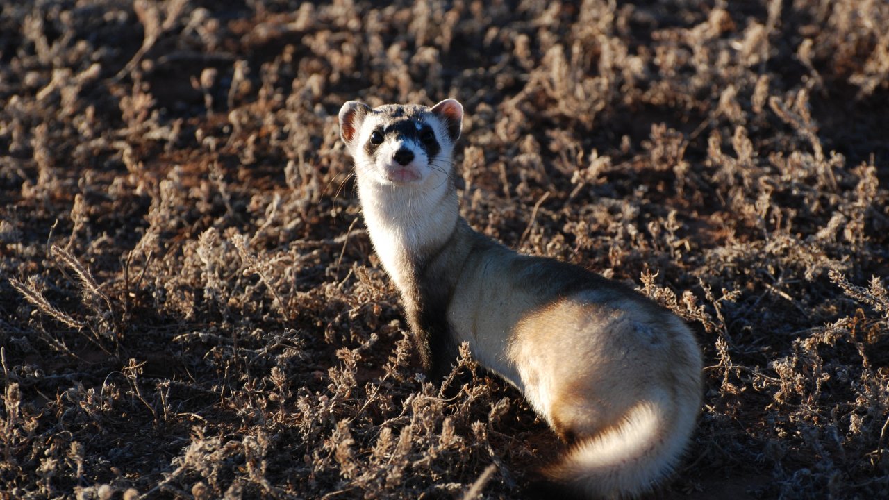 Ferret Wallpaper 4k HD for iPhone and Mobile Phone ID:11874