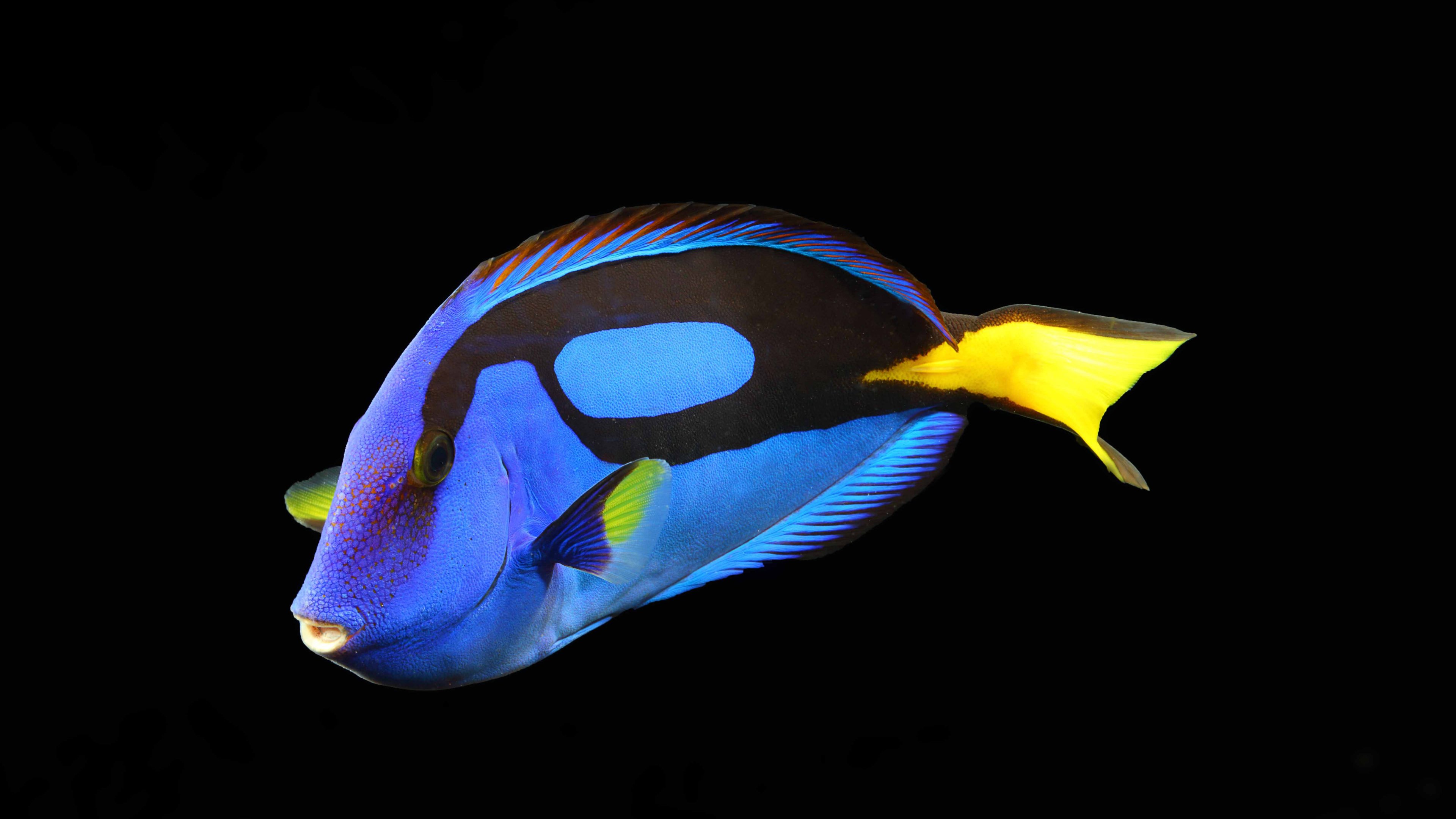 Pez cirujano azul Fondo de pantalla 5k HD ID:12049