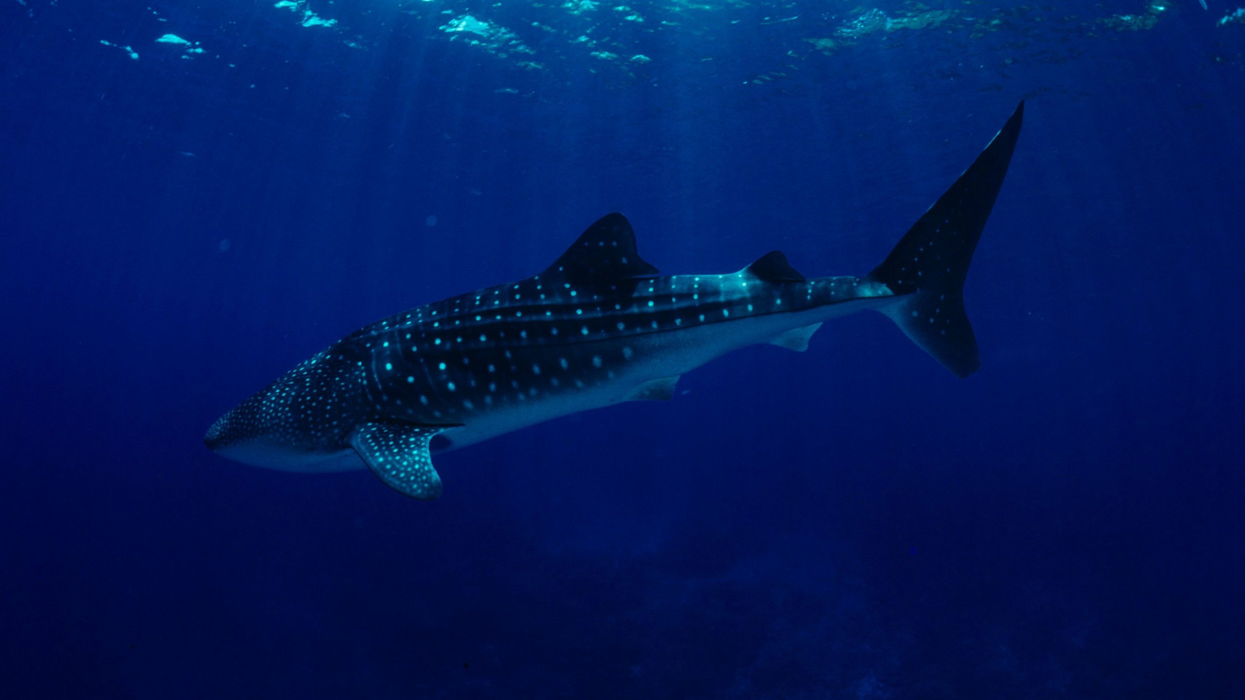Tiburón Ballena Fondo de pantalla 4k HD ID:11771