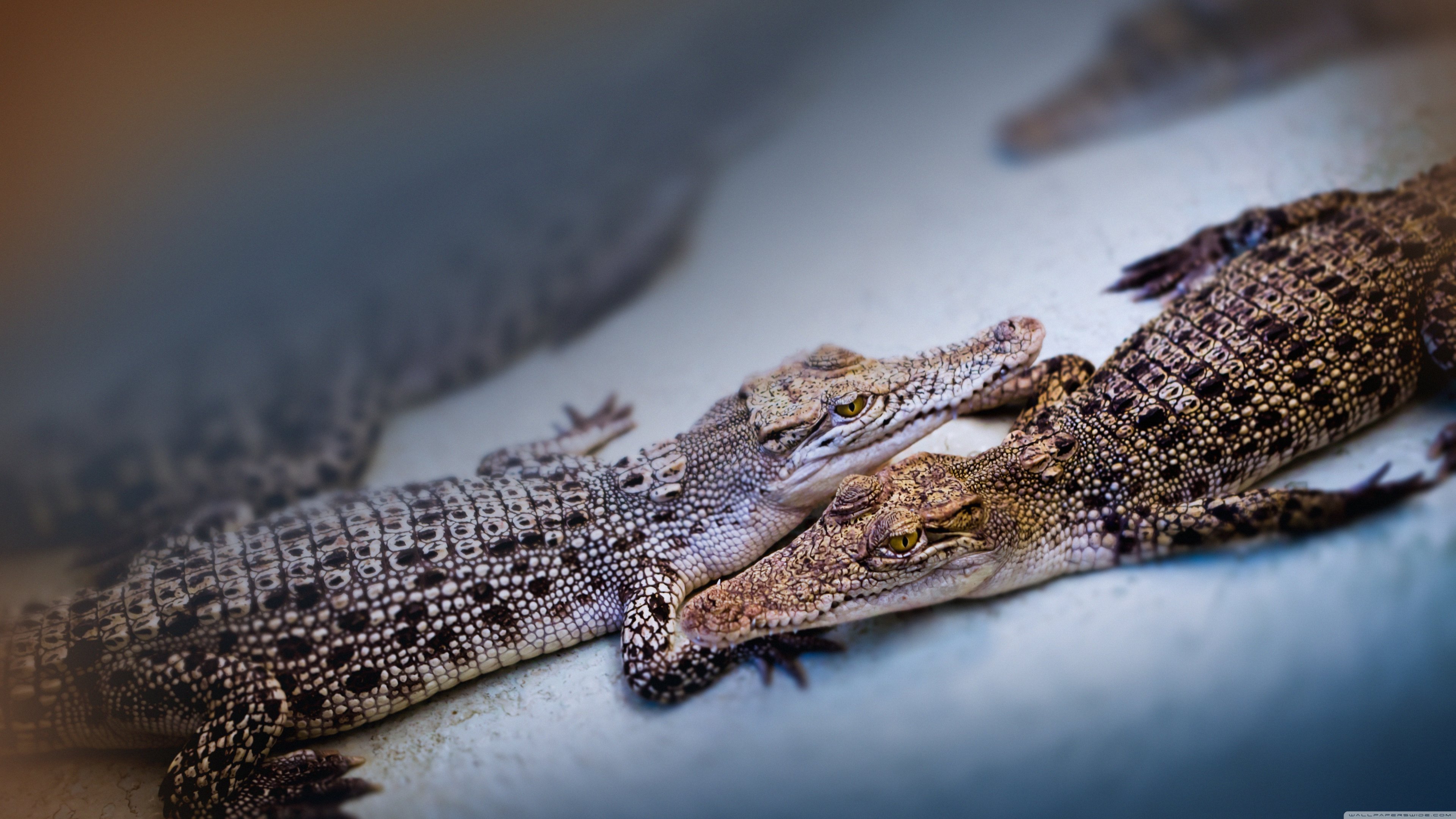 Baby crocodiles Wallpaper 5k HD ID:12526